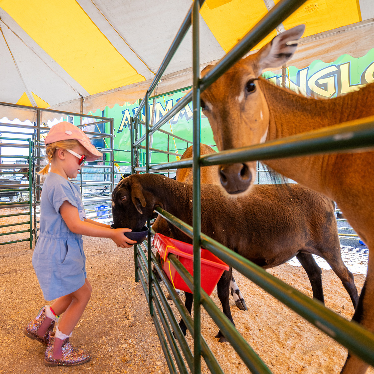 Horn T Exotic & Farm Animal Petting Zoo - Lancaster County Super Fair